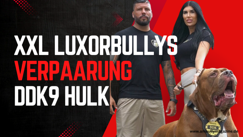 [:de]Mallorca XXL Luxor Bullys gibt exklusive Verpaarung mit DDK9 Hulk ...