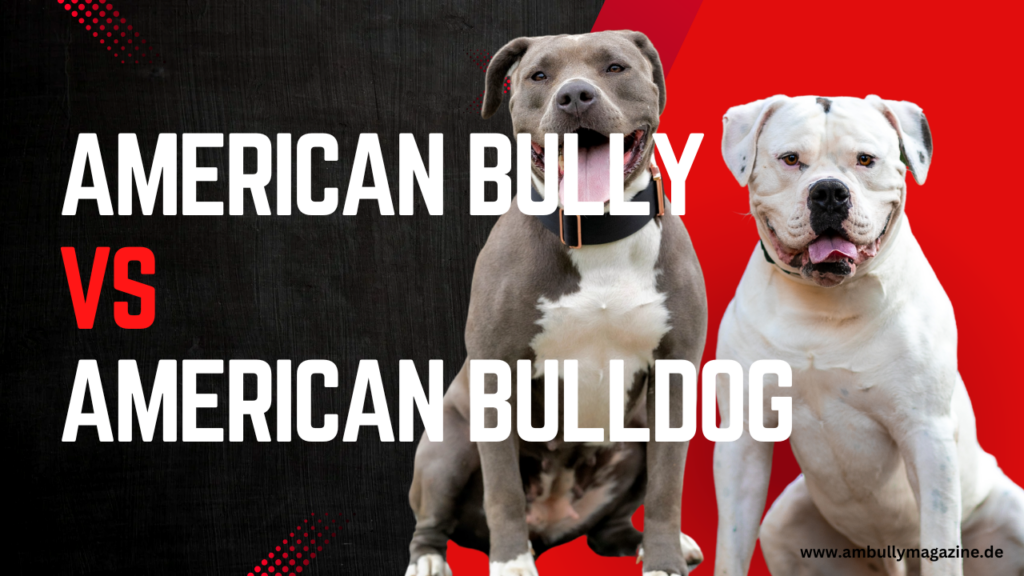 [:de]American Bully vs. American Bulldog: Ein umfassender Vergleich ...